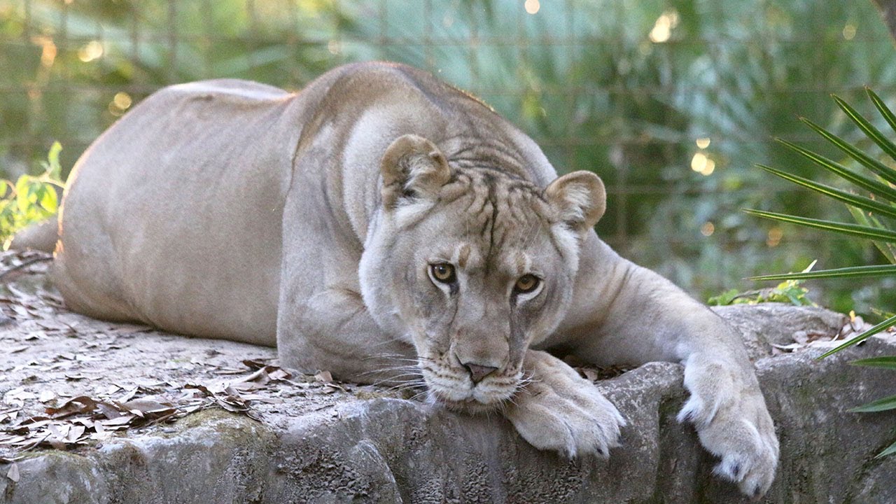 Lion Has A Ball - YouTube