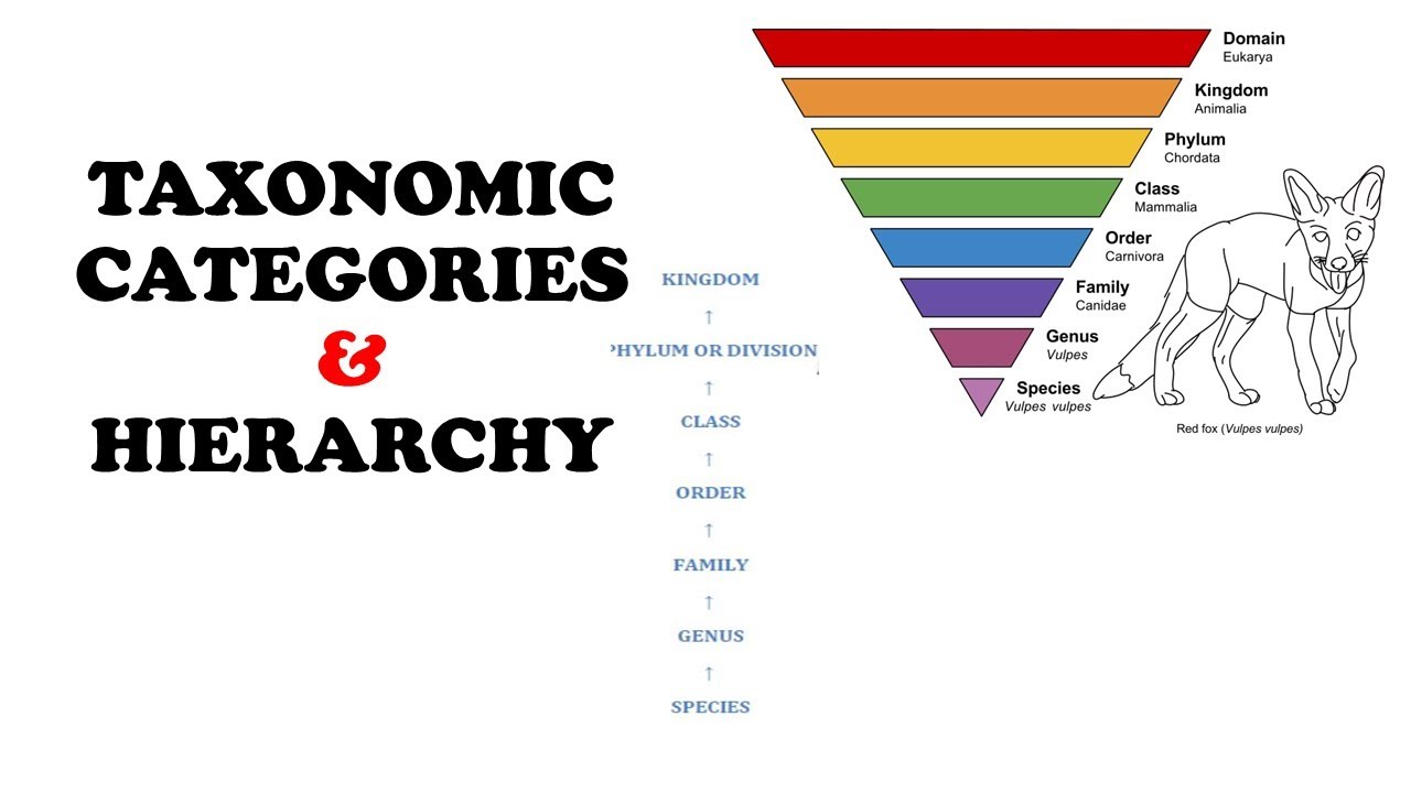 Taxonomical Hierarchy II Classification II Entrance II Complete ...