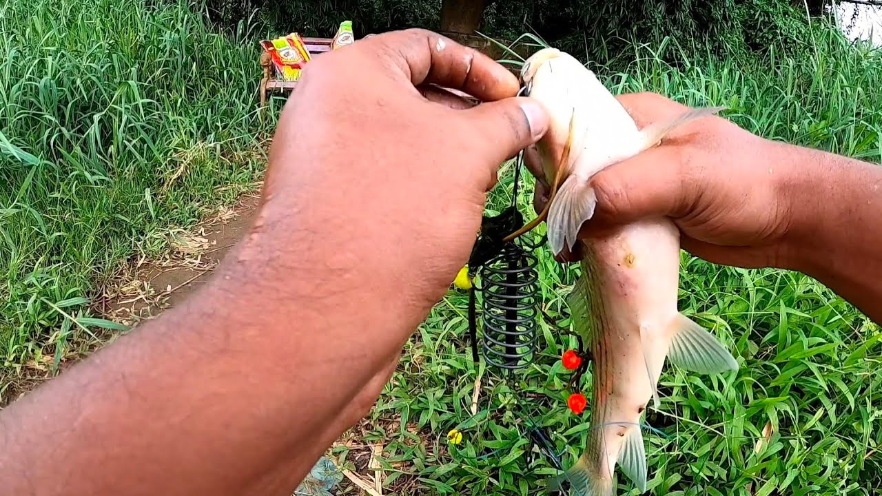 കറി വെക്കാൻ വിഷമില്ലാത്ത നല്ല പെടക്കണ മീൻ വേണോ...🐟🐟Thooli Fishing in ...