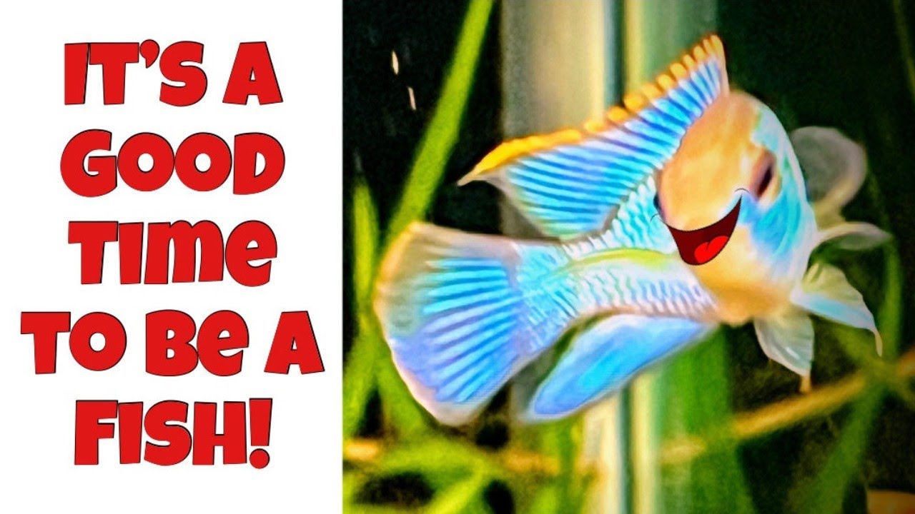 3 Reasons Why Fish THRIVE *from Filters to Food* - YouTube