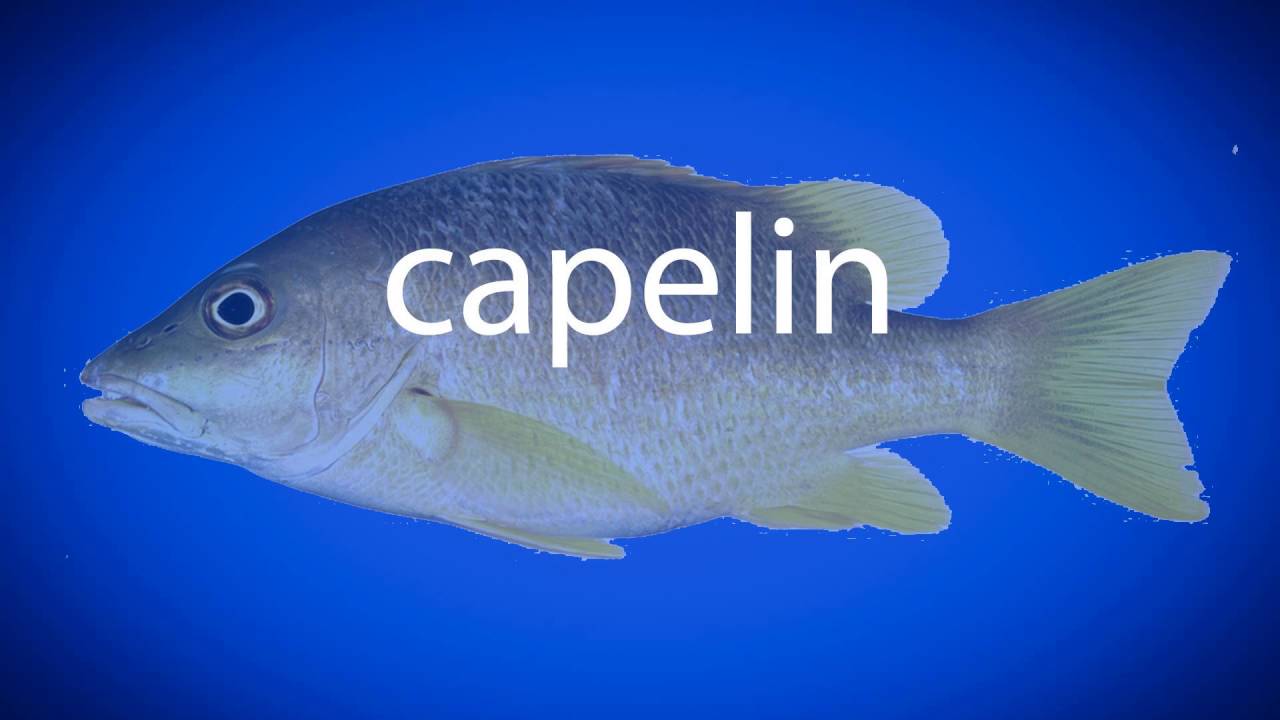 How to pronounce capelin - YouTube