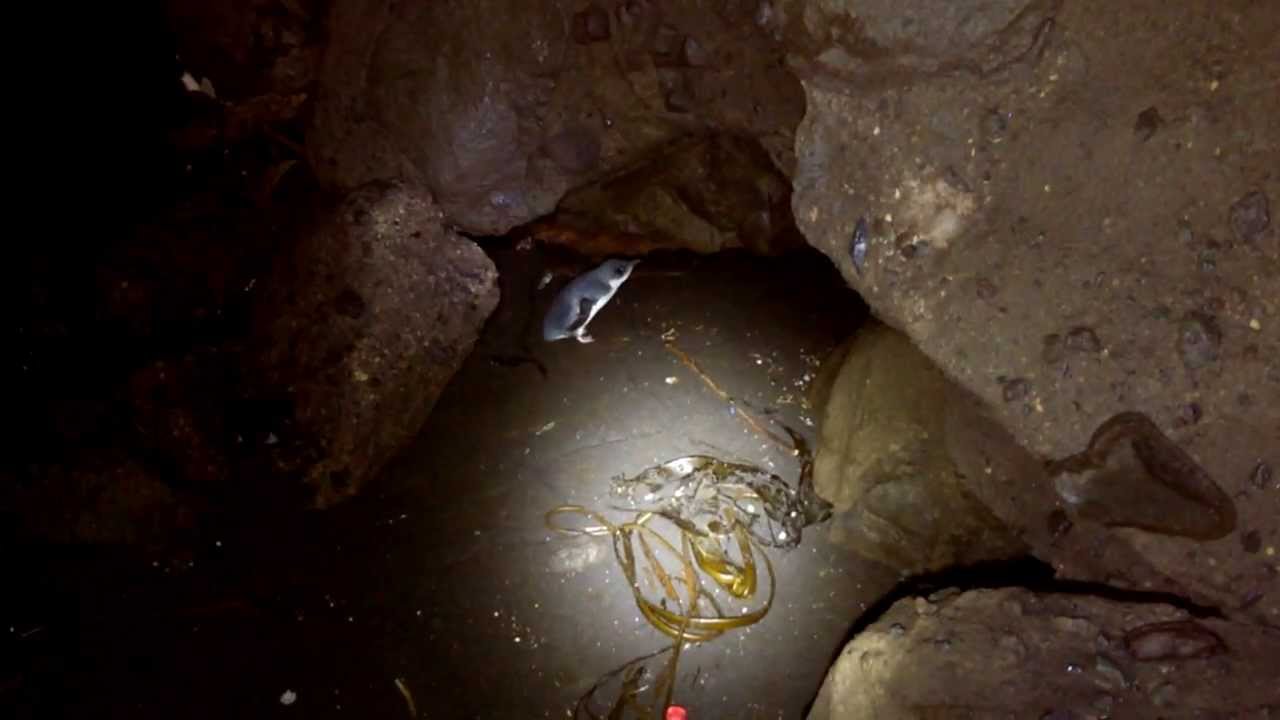 Mercer Bay Caves at night, a penguin! - YouTube