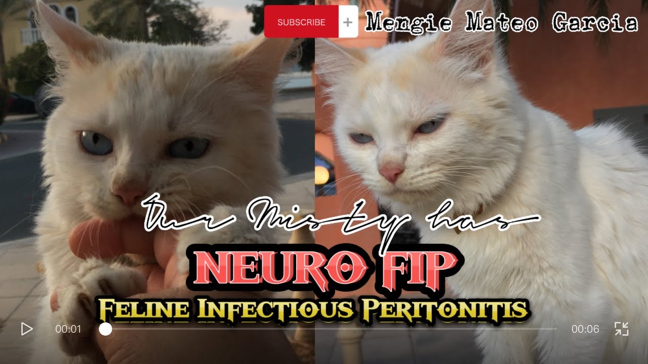 FELINE INFECTIOUS PERITONITIS | Neuro FIP #pets #cat #fip #animals # ...