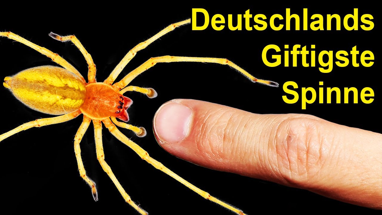 Was passiert, wenn dich Deutschlands giftigste Spinne beißt? - YouTube