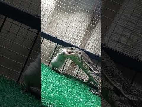 monitor lizard live feeding - YouTube