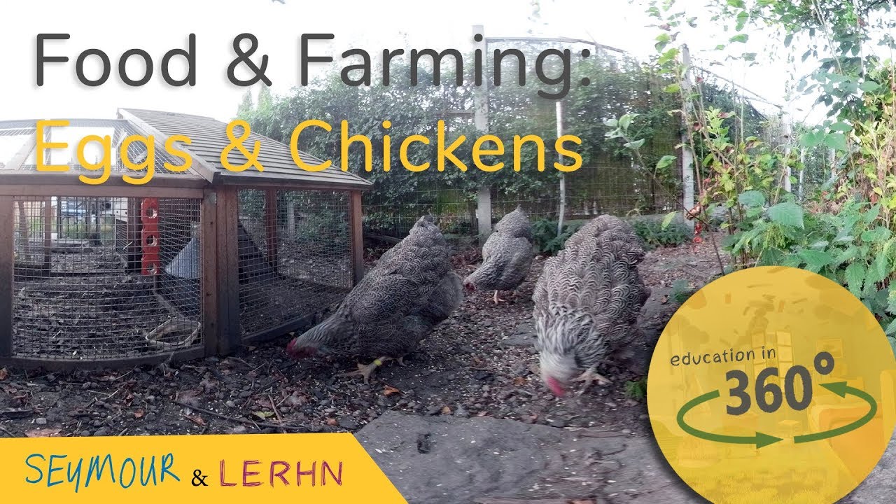 Explore a Chicken Coop in VR! - YouTube