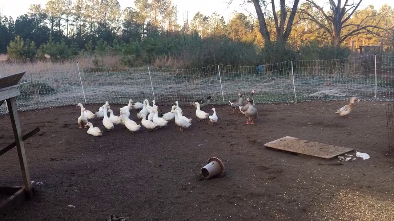 White Layer Ducks - YouTube