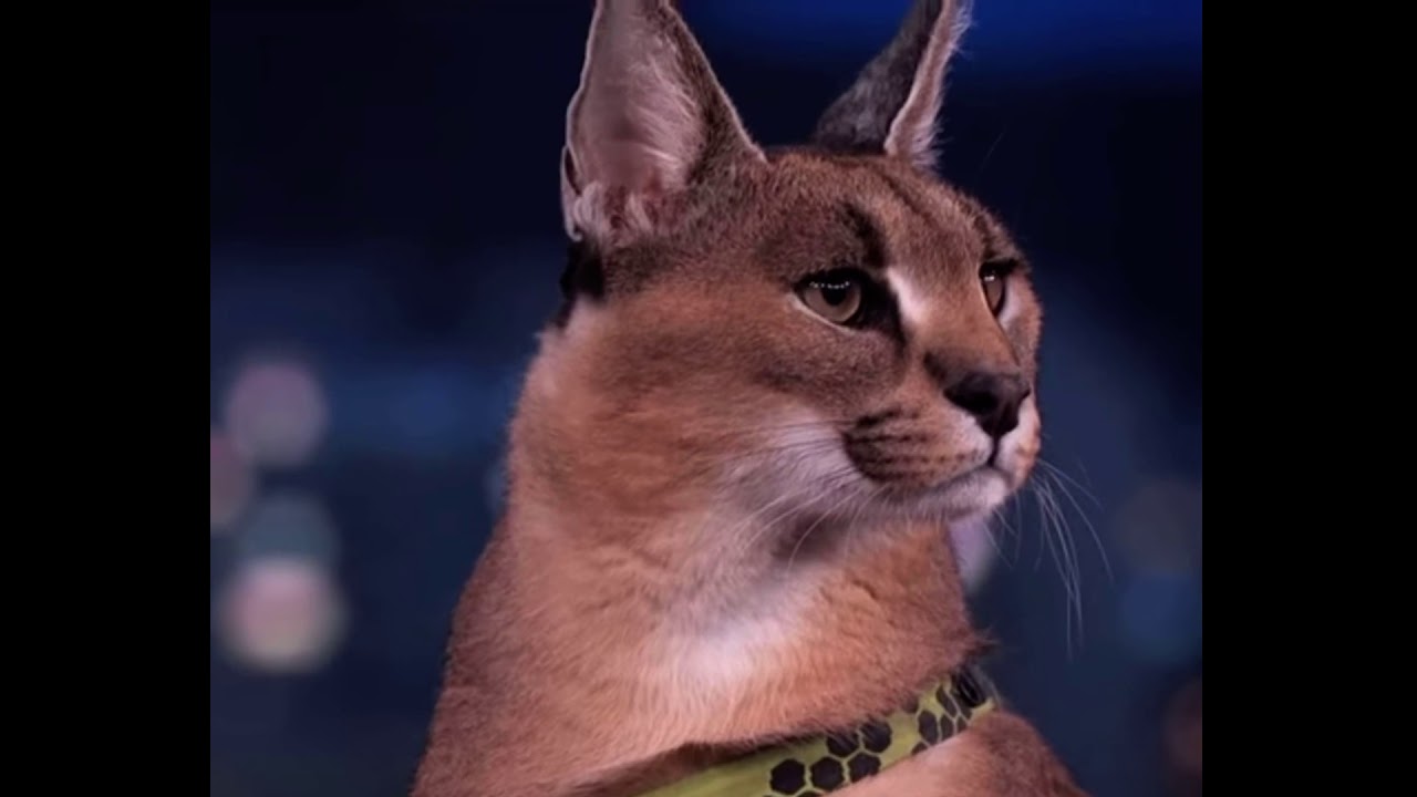 The Tonight show, Starring Big Floppa. - YouTube