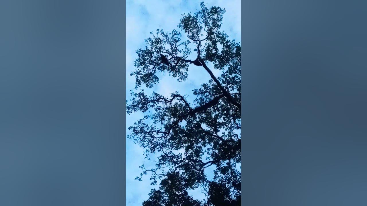 Peacock Youtube
