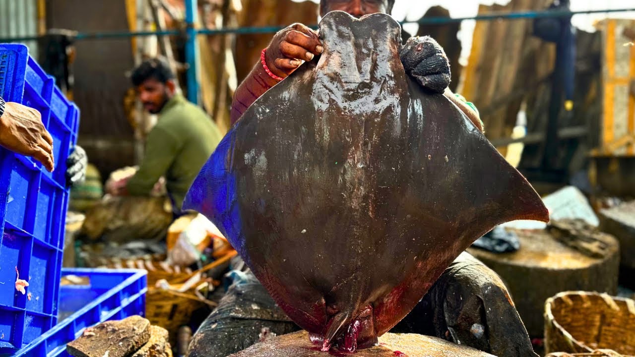BIG STINGRAY FISH CUTTING | HD VIDEO | IN KASIMEDU | CUTTING FOCUS 🔪 ...