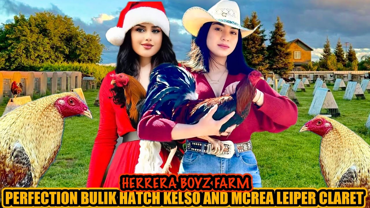 Perfection Bulik Hatch Kelso And Mcrea Leiper Claret ~ HERRERA BOYZ ...