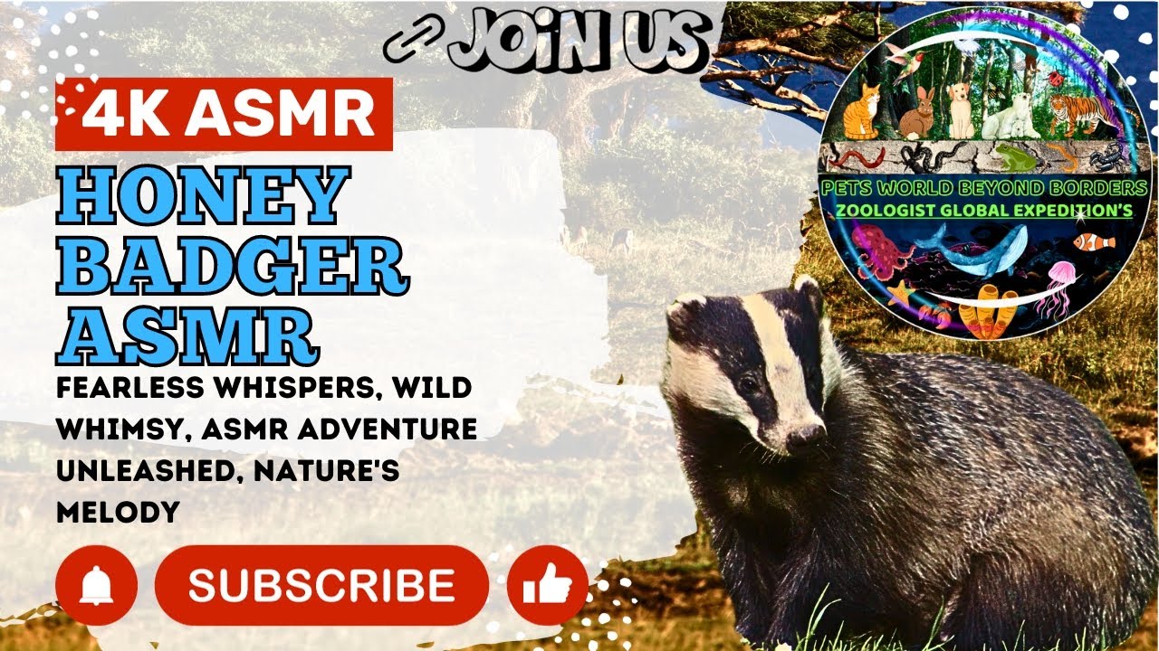 4k BADGER ASMR - PETS WORLD BEYOND BORDERS - HONEY BADGER ASMR - #4K # ...
