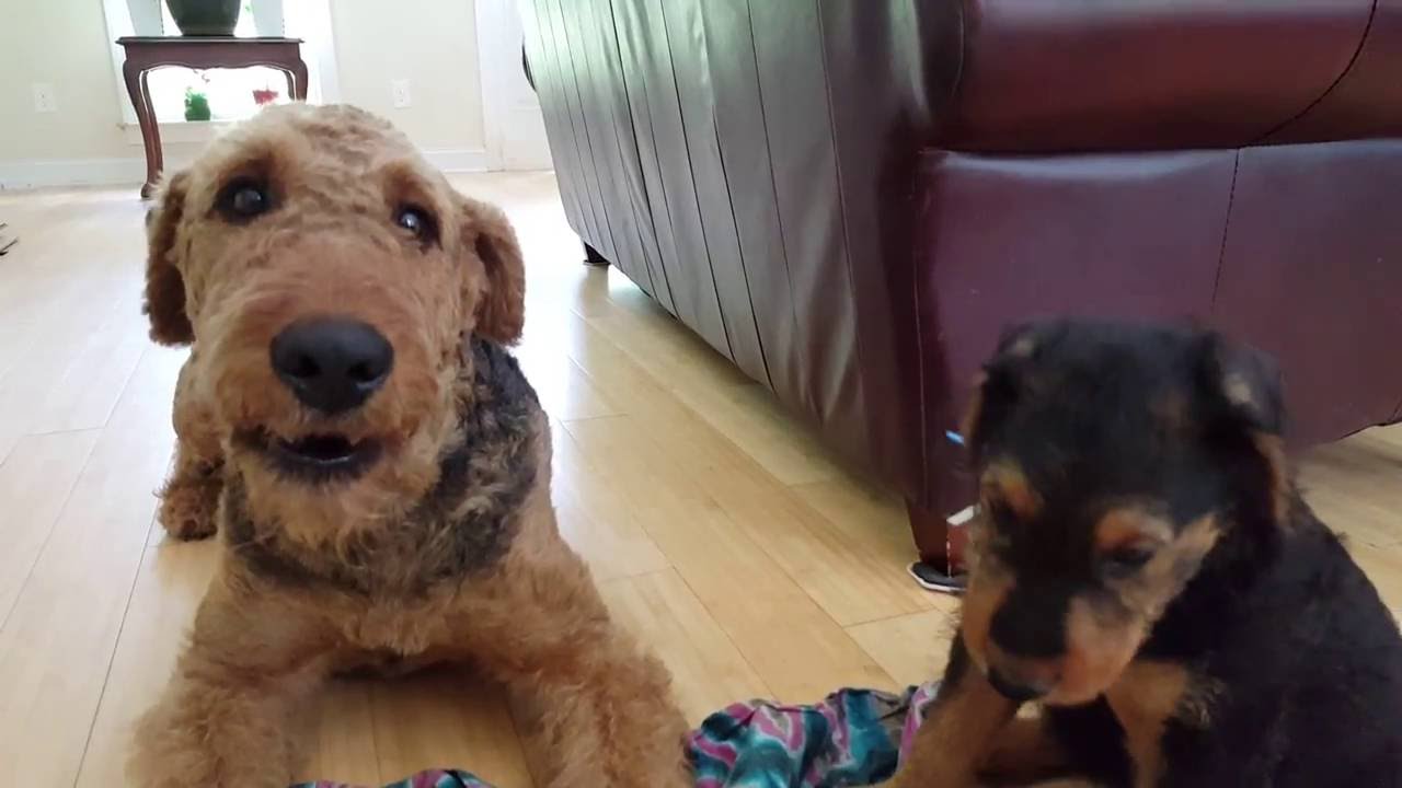 Airedale Terrier Puppies for Sale - S & S Family Airedales - Mr. Blue ...