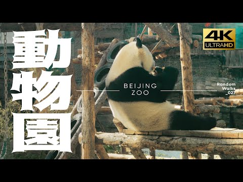 【4K】 Beijing ZOO | GIANT PANDA | ELEPHANT | RHINO | HIPPO | Day Walk in Beijing | 萌走北京动物园