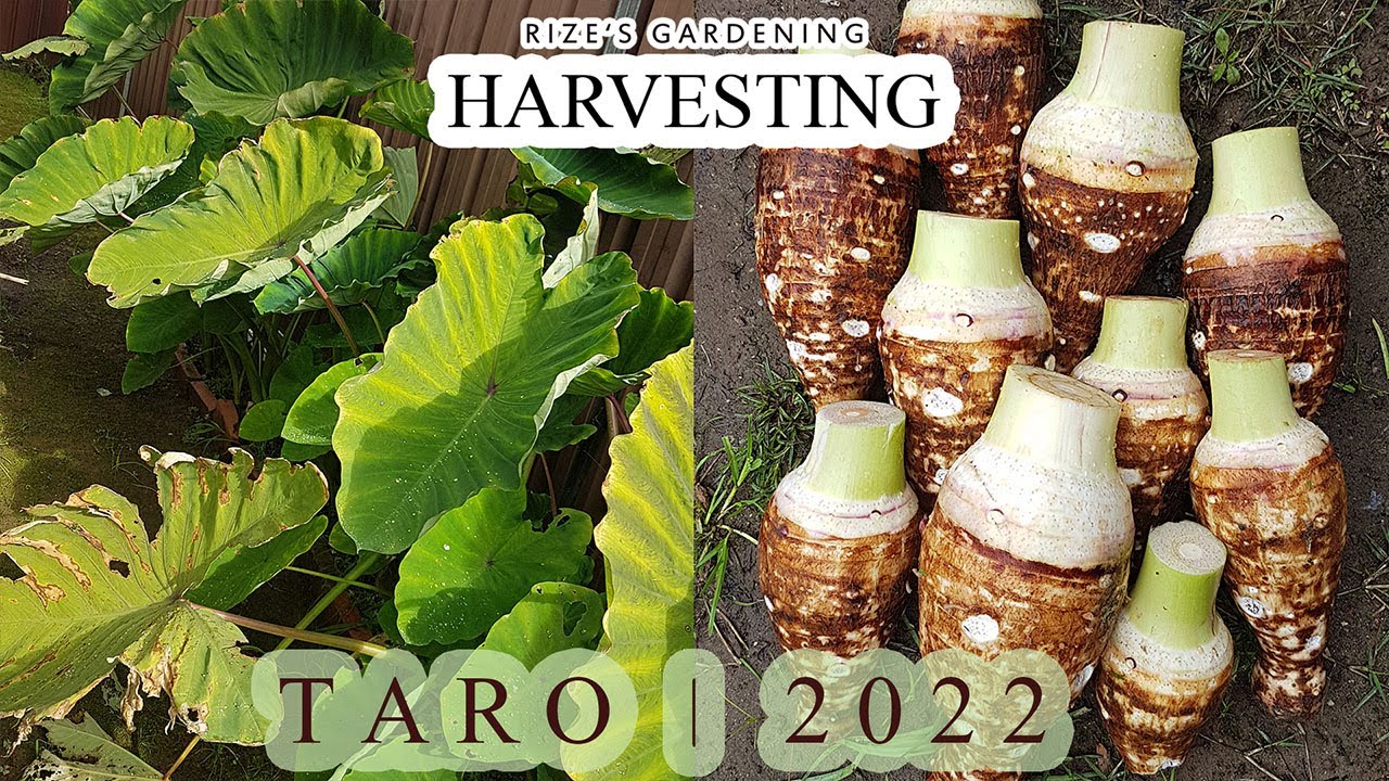 Harvesting Taro!(Bun-Long) - 490 days - YouTube