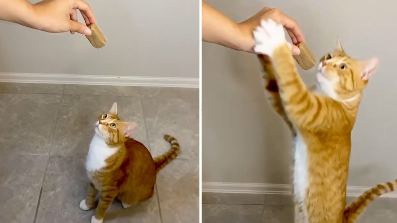 Kitty cat chomps down on treat ih slow motion - YouTube