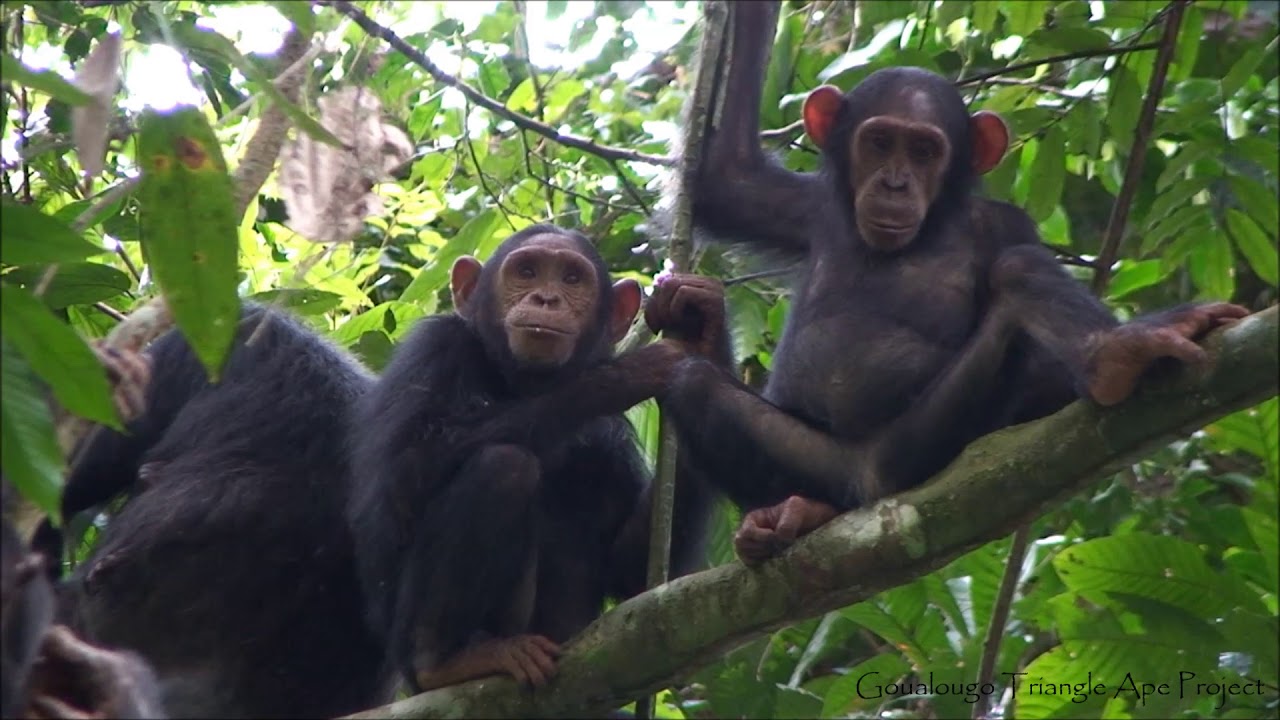 Goualougo Chimpanzee Troop in the Canopy - YouTube