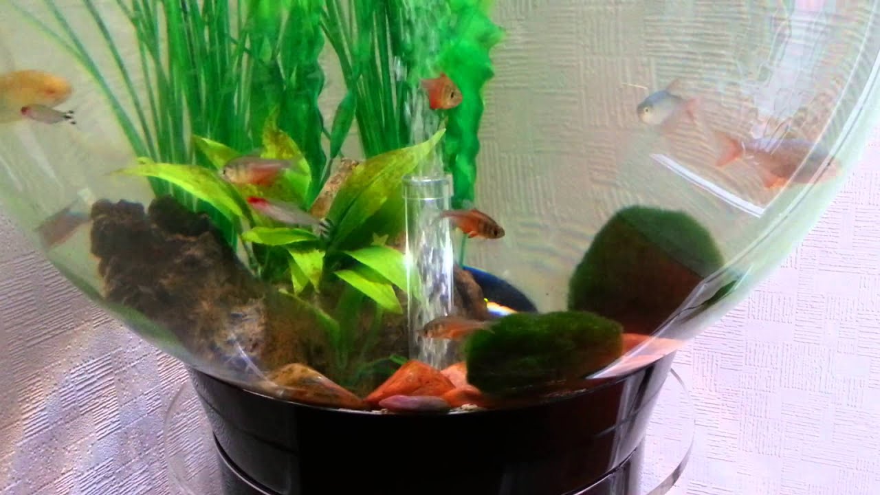 Biorb 105L community tank update. - YouTube