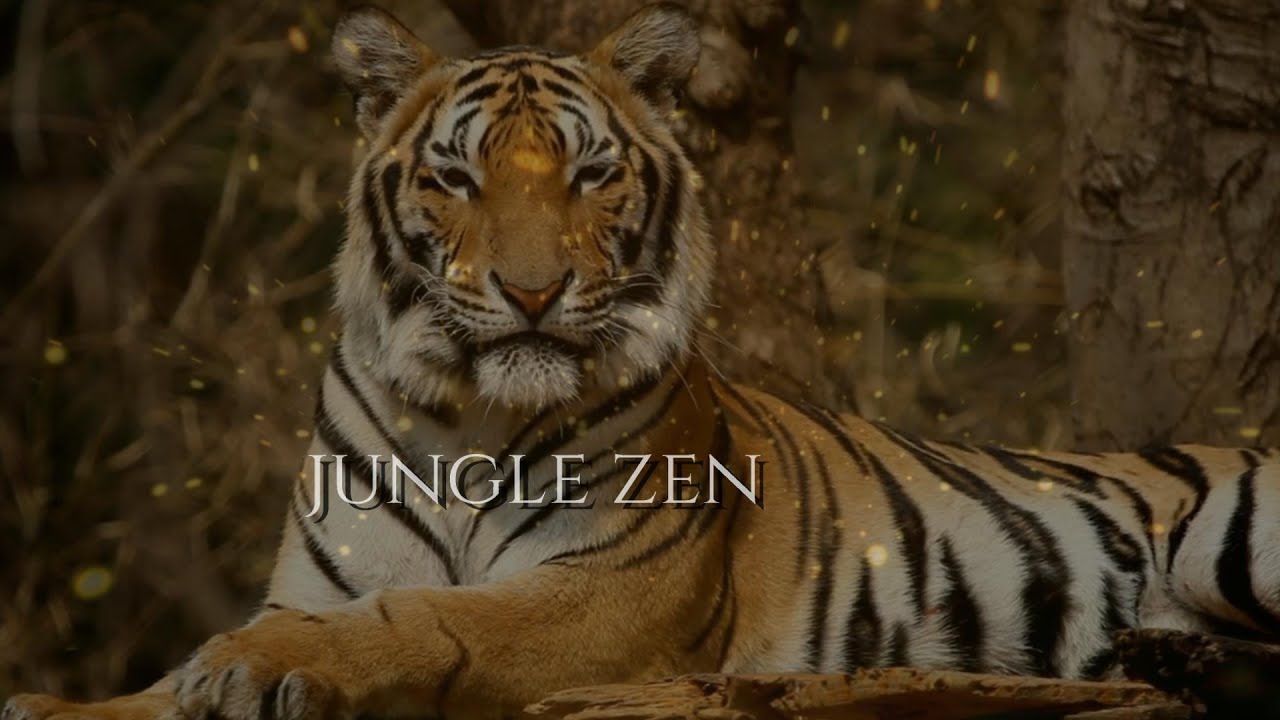 Richard Theisen | Jungle Zen | Mayan Stars | 432hz - YouTube