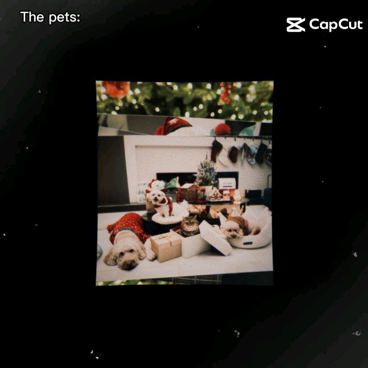 Pets and their parents #itsfunnehandkrew #krew #krewfam #viral #fyp ...