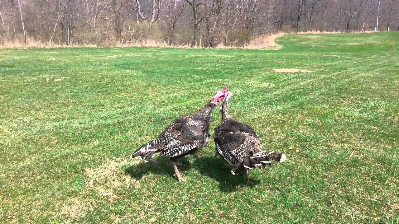 Turkey Fight - YouTube