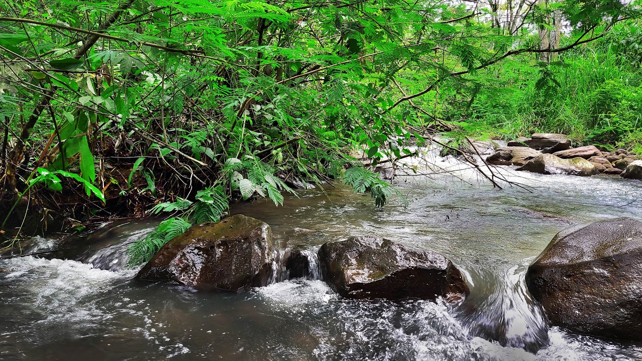 Close-up Water Stream Sounds: River Sounds for Sleeping, Calming ...