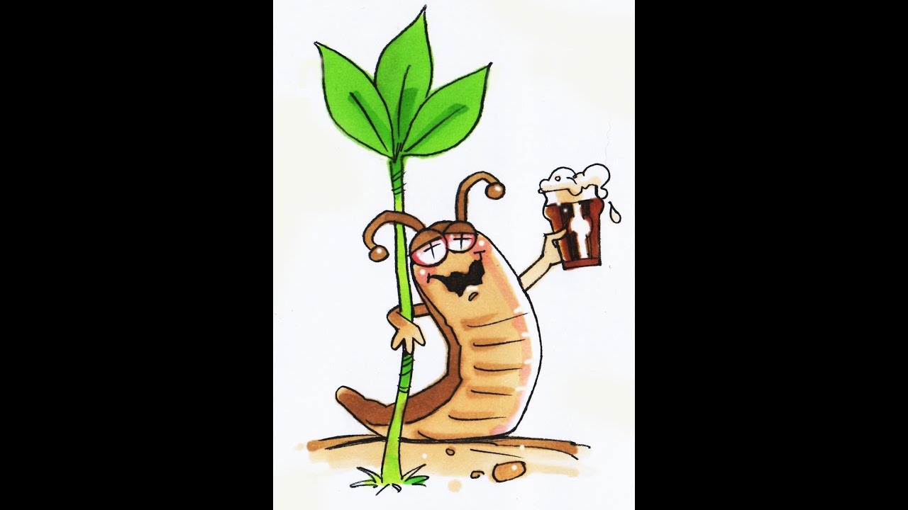 How To Make A Slug Trap With Beer - YouTube