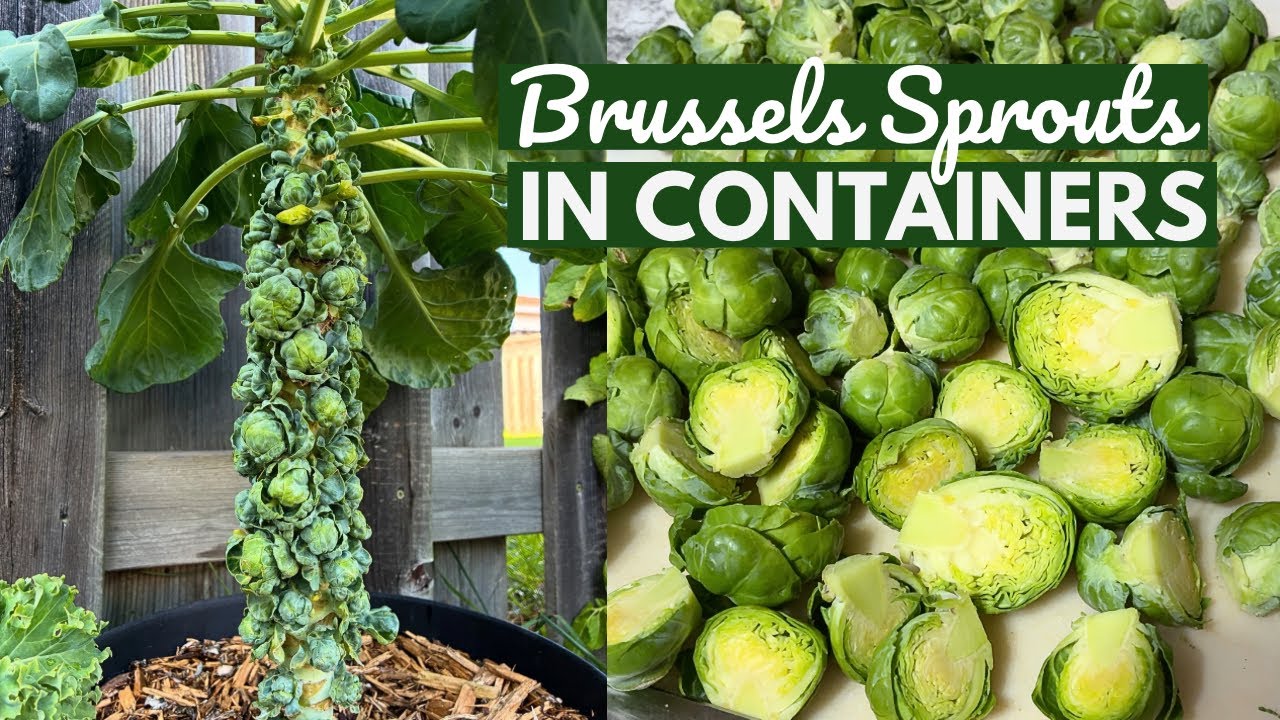 How to Grow Brussels Sprouts in Containers | Pot Size, Growing Needs ...