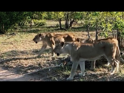 Southern Pride 10 Lions | 19 December 2024