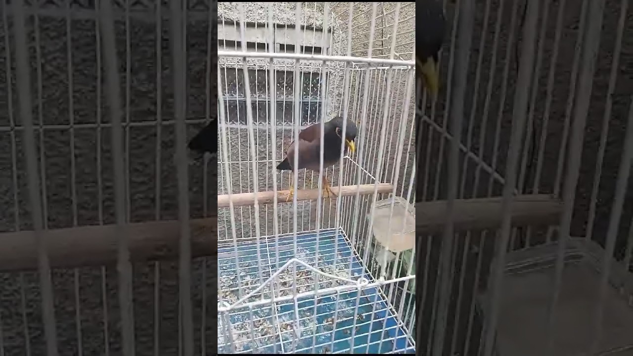 jalak batam gacor - YouTube