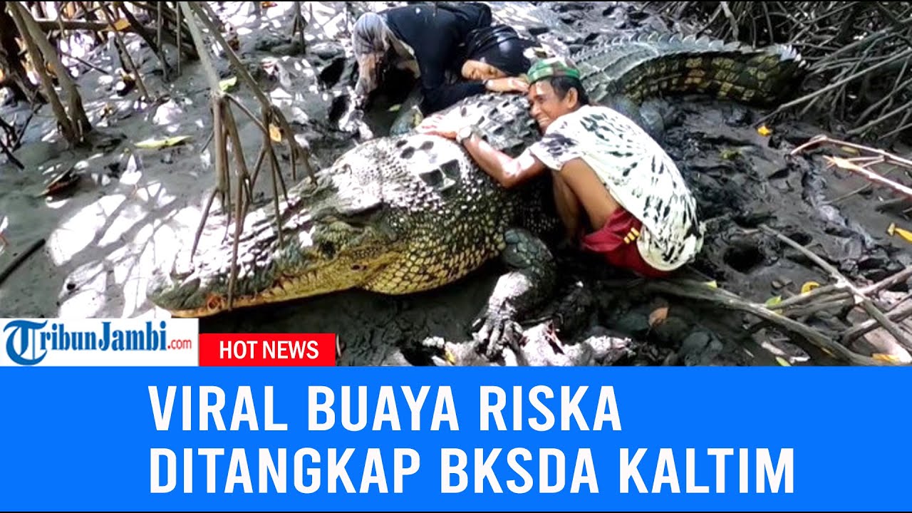 Viral Buaya Riska Ditangkap BKSDA Kaltim - YouTube