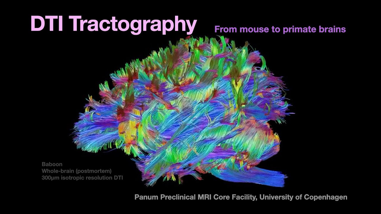 DTI Tractography - Piglet - mouse - baboon - YouTube