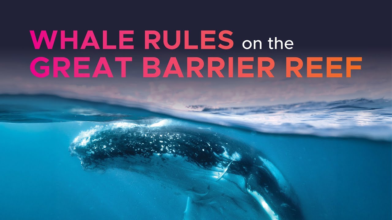 Humpback Whales in the Great Barrier Reef Marine Park | Enjoying ...