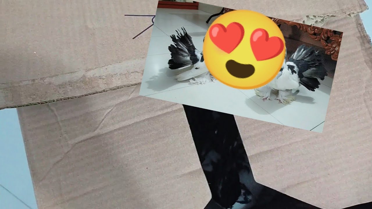 Got pets from online. Please help me name them!😃😍☺️ - YouTube