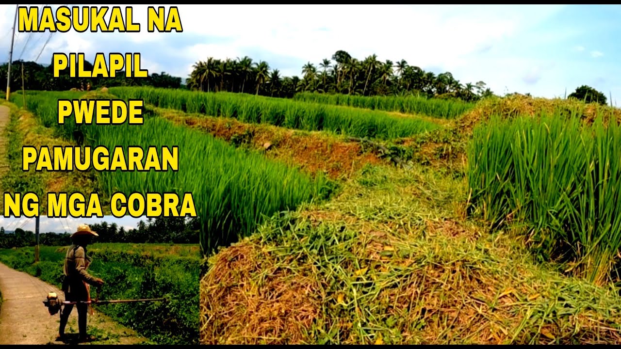 MASUKAL NA PILAPIL PWEDE PAMUGARAN NG MGA COBRA - YouTube