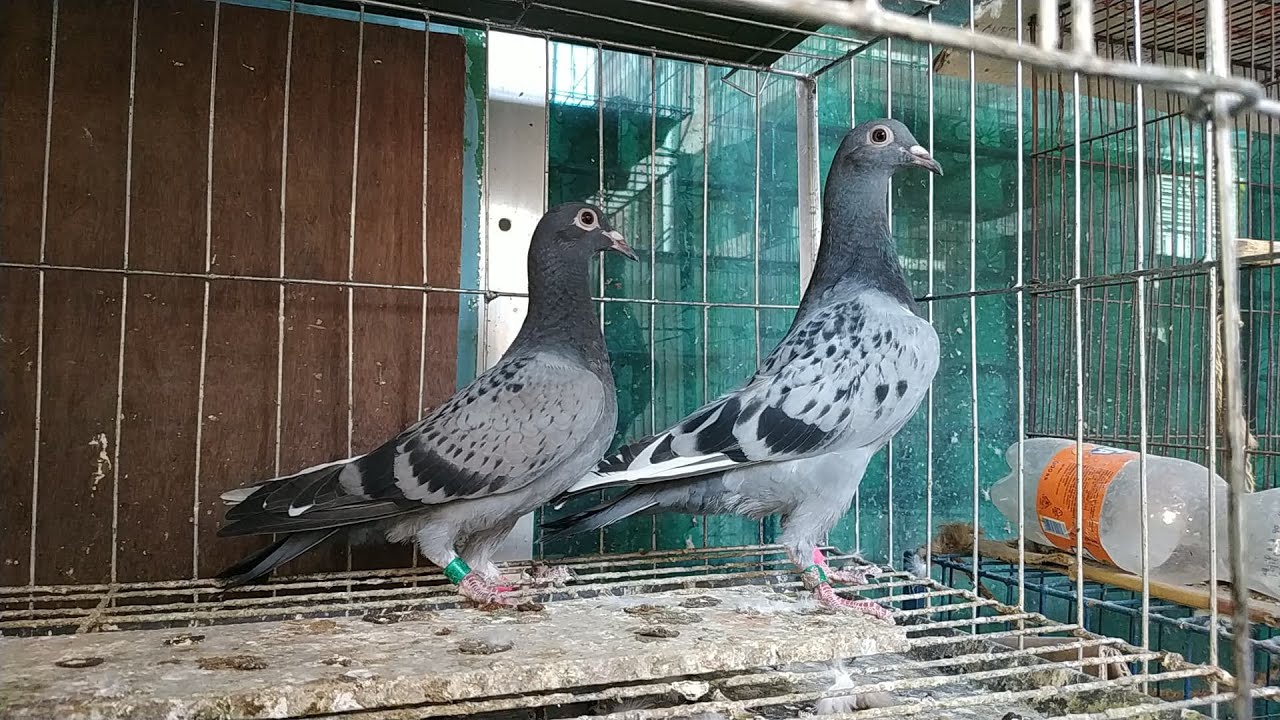 হাত বদল হবে MAXI RACER PIGEON - YouTube