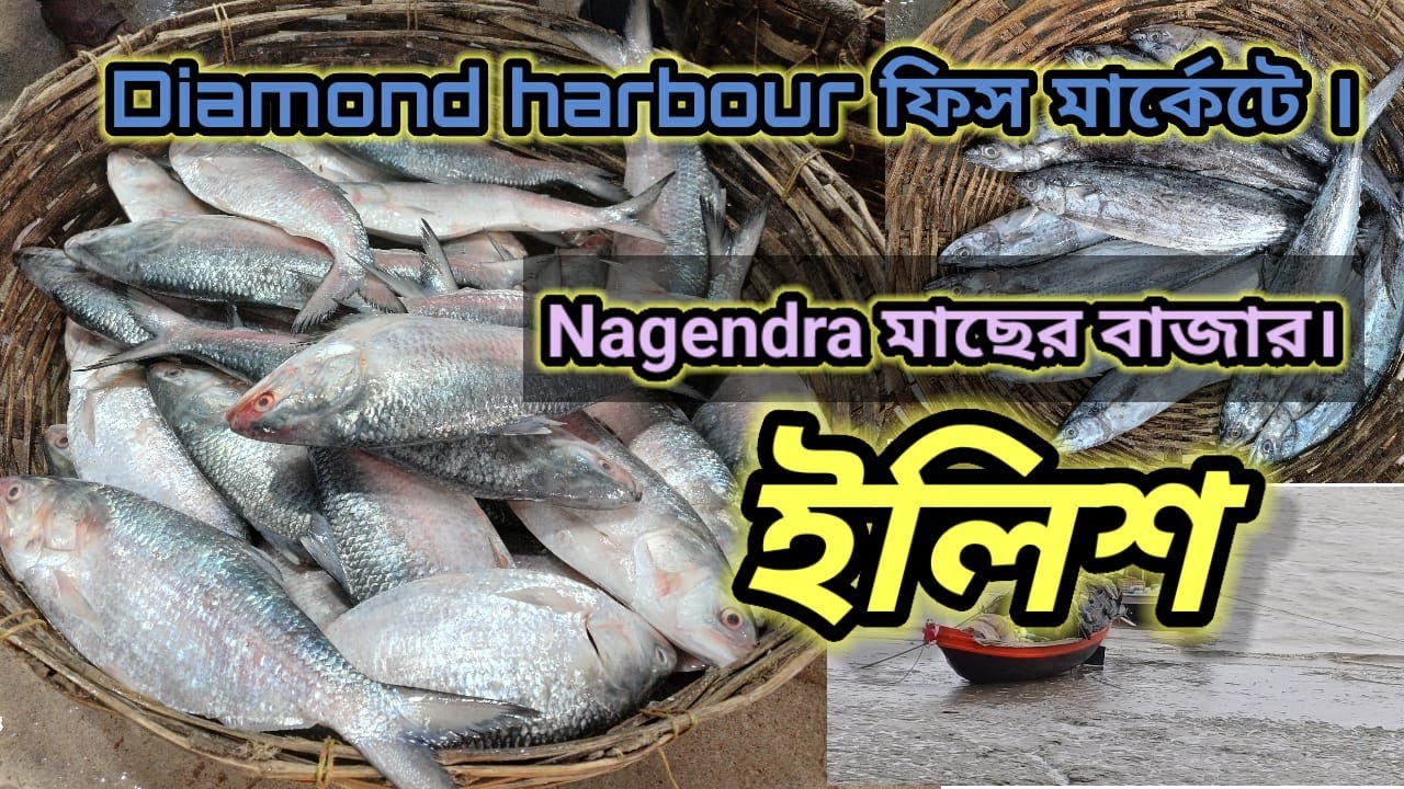 ইলিশের হাট | Diamond Harbor wholesale fish market | নগেন্দ্র বাজার ...