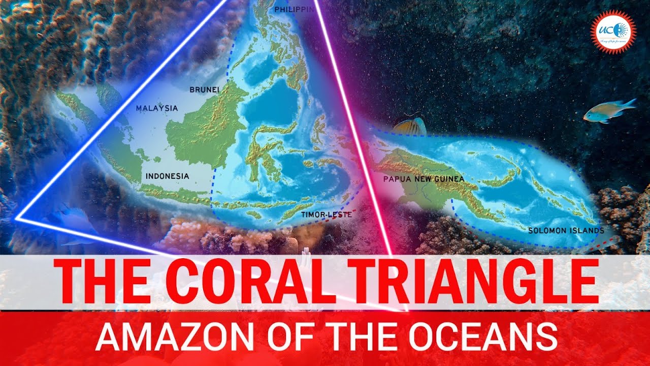 The Coral Triangle: Protecting the Amazon of the Seas - YouTube
