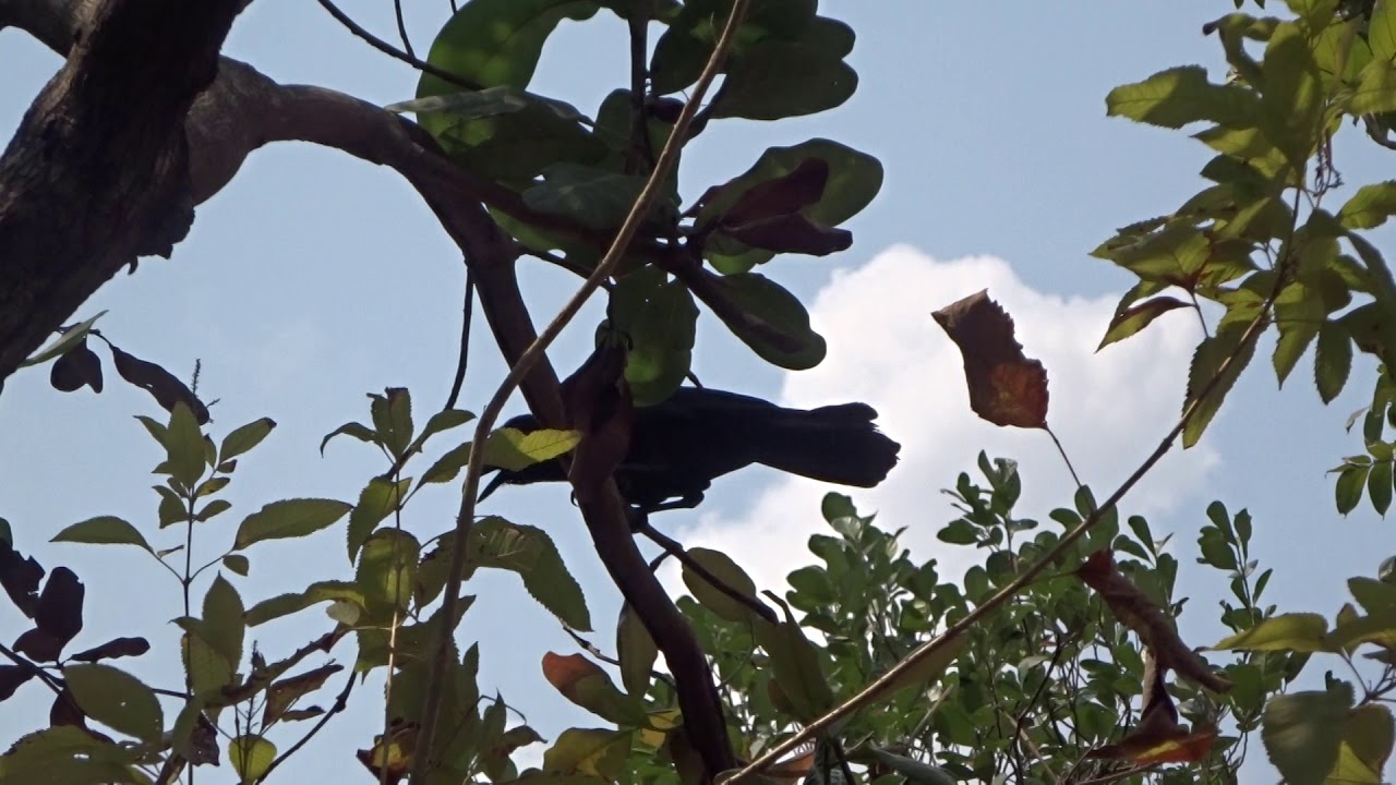 Crow cawing | Crow Sounds | Bird sounds Crow | Crow Defending Territory ...