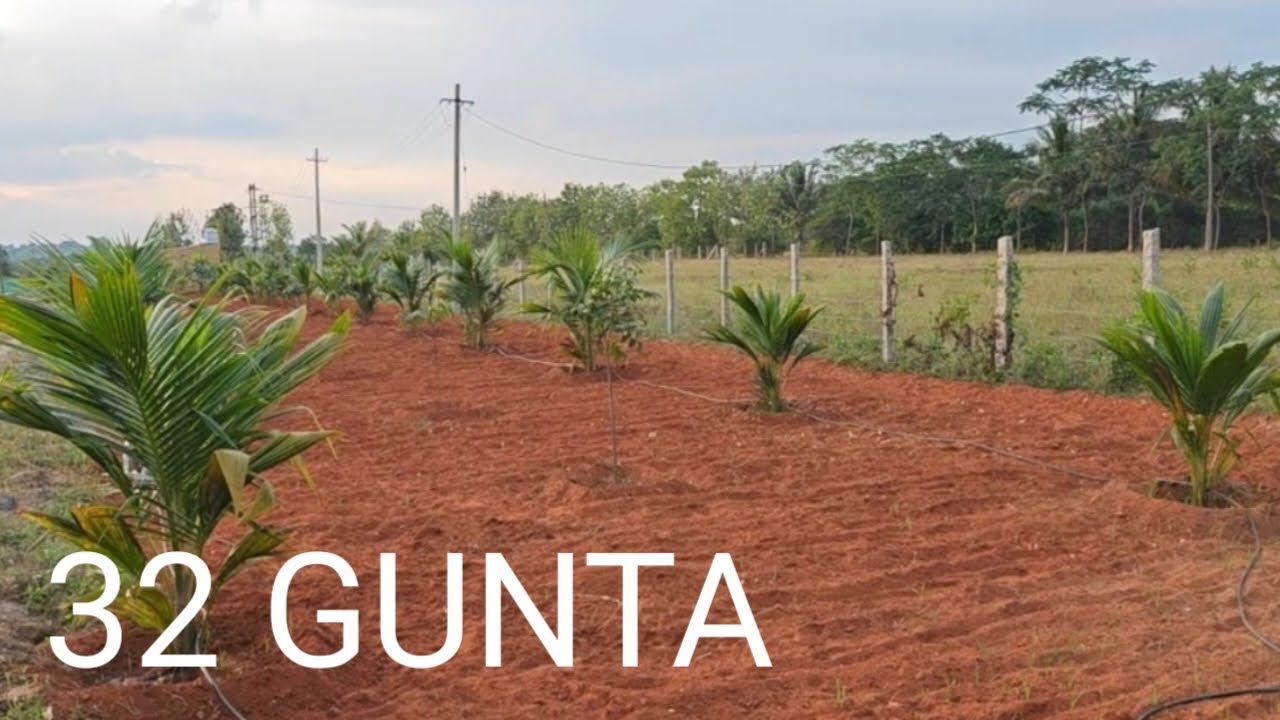 Fm 32 GUNTA FARM HOUSE TAR ROAD PROPERTY FOR SALE READY FARM fm-32-gunta-farm-house-tar-road-property-for-sale-ready-farm