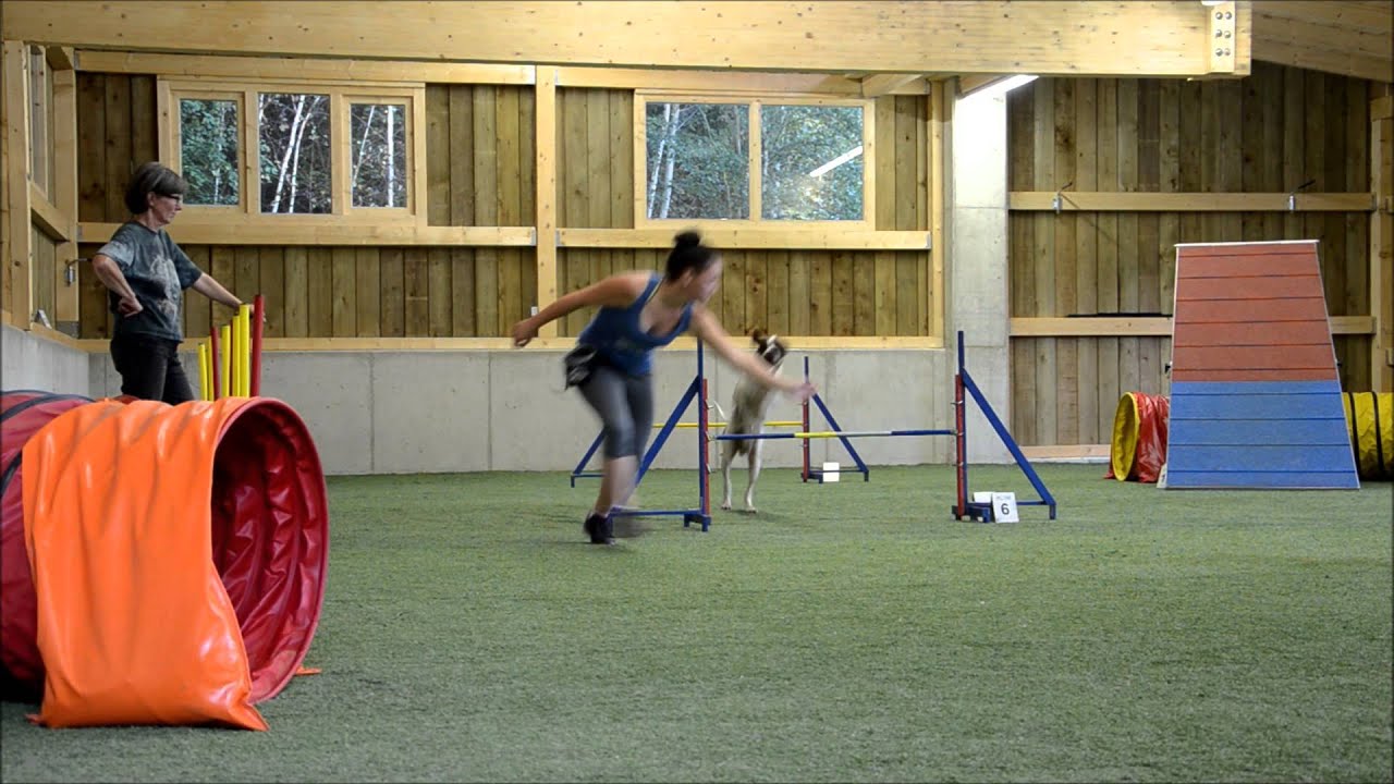 Morgan the english pointer 4. Agility Training - YouTube