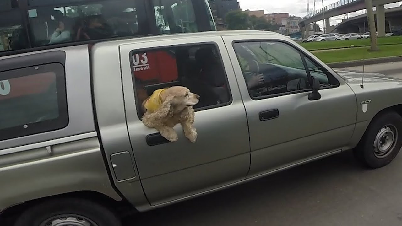Perros montando en carro | Manejando en Bogotá - YouTube