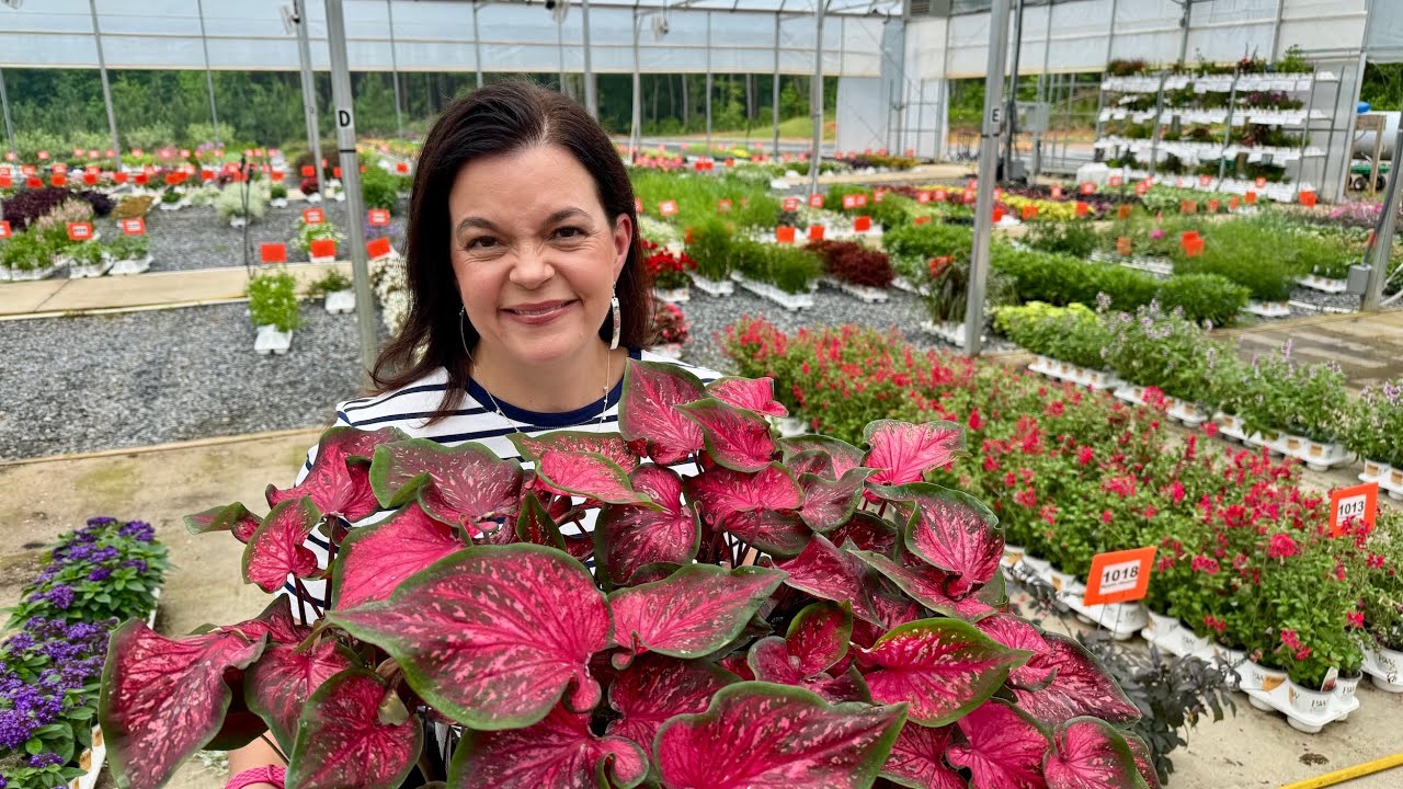 BOGO Flower Sale You Don't Want to Miss! - YouTube
