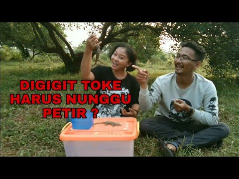 Digigit tokek harus nunggu Petir ? - YouTube