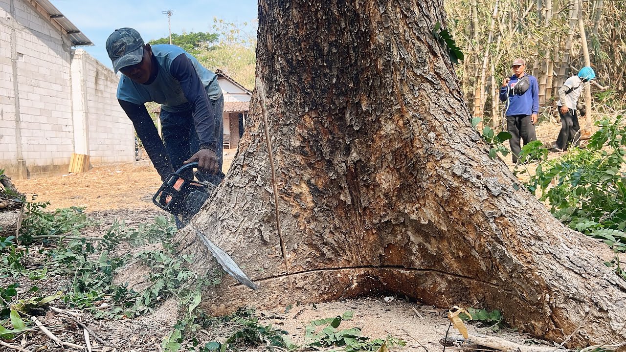 Dark black and striped brown!! Cut down 2 trembesi trees on the edge of ...