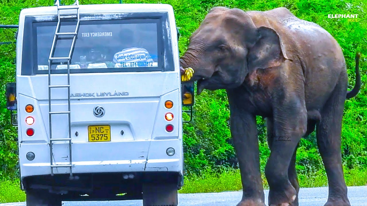 people who showed food to the elephant and took the job wrong ...