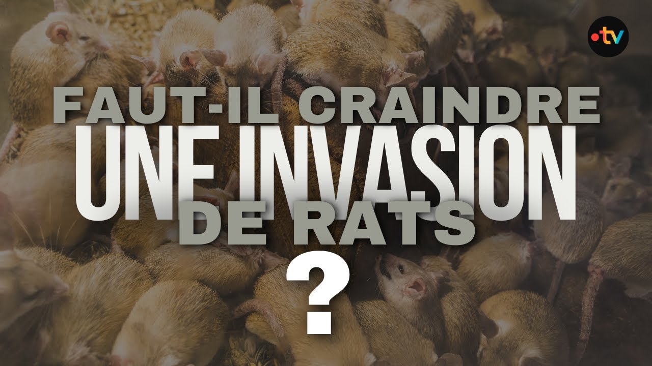 Question du jour. Faut-il craindre une invasion de rats en ville ...