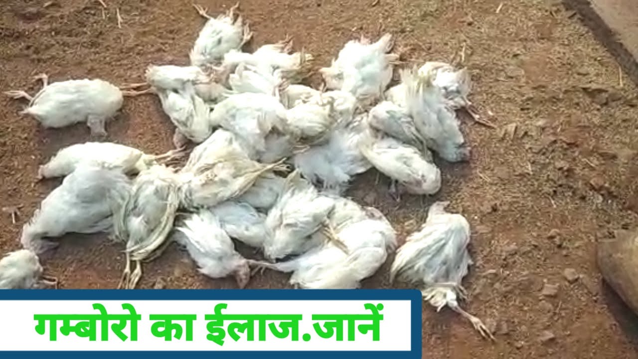 infectious bursal disease in poultry!!gumboro disease in poultry ...