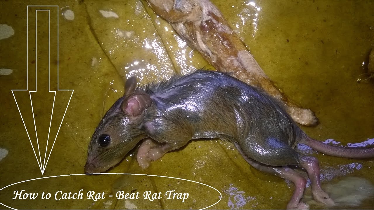 How to Trap RAT - How Weird - YouTube