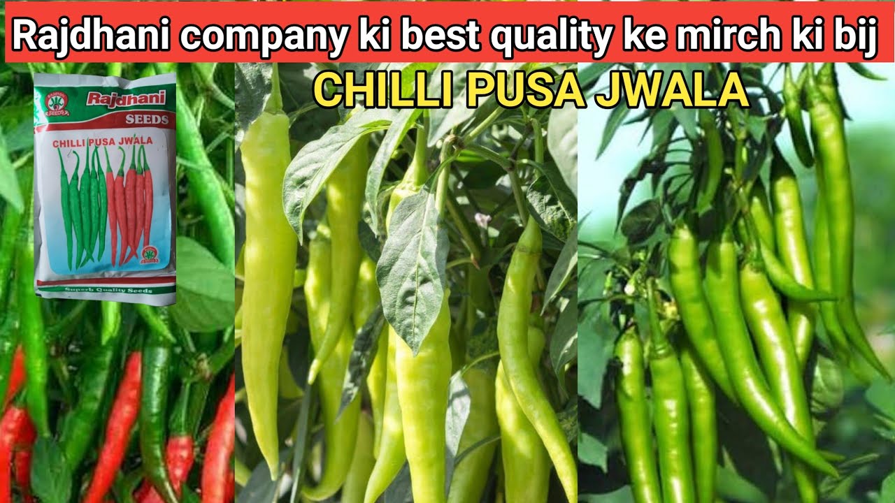 Rajdhani company ki best quality ke mirch ki bij CHILLI PUSA JWALA ...